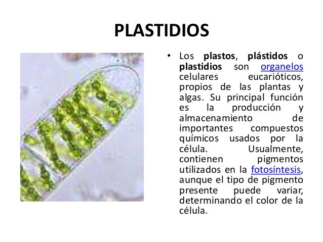 Clase 1 la célula vegetal