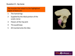 Exam Questions Hip Bone | PPT