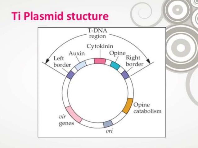 Ti plasmid | PPTX | Biological Sciences | Science