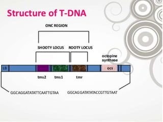 Ti plasmid | PPTX