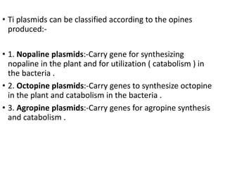 Ti plasmid | PPTX
