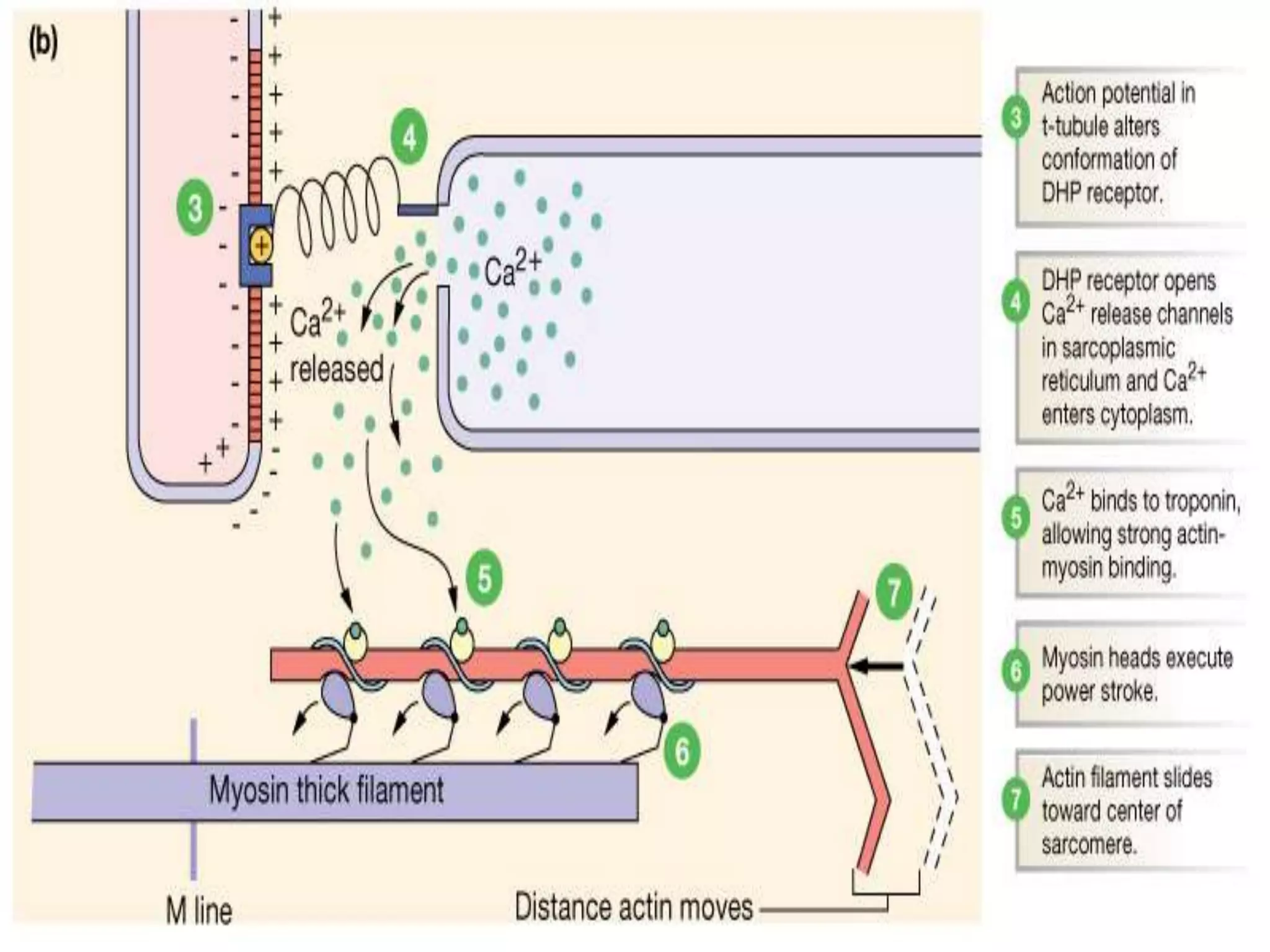 Skeletal muscle contraction | PPTX