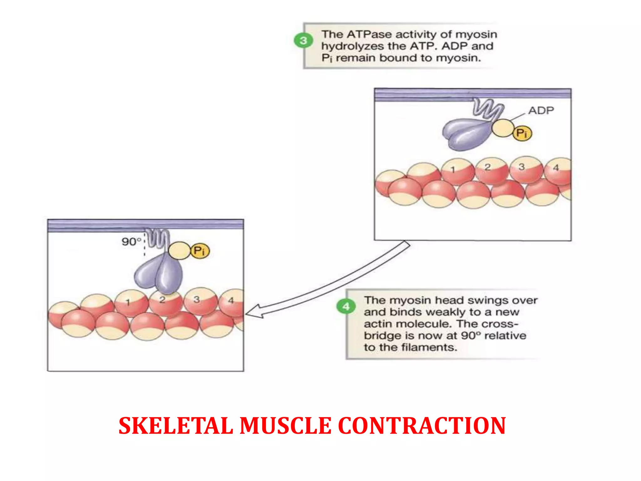 Skeletal muscle contraction | PPTX
