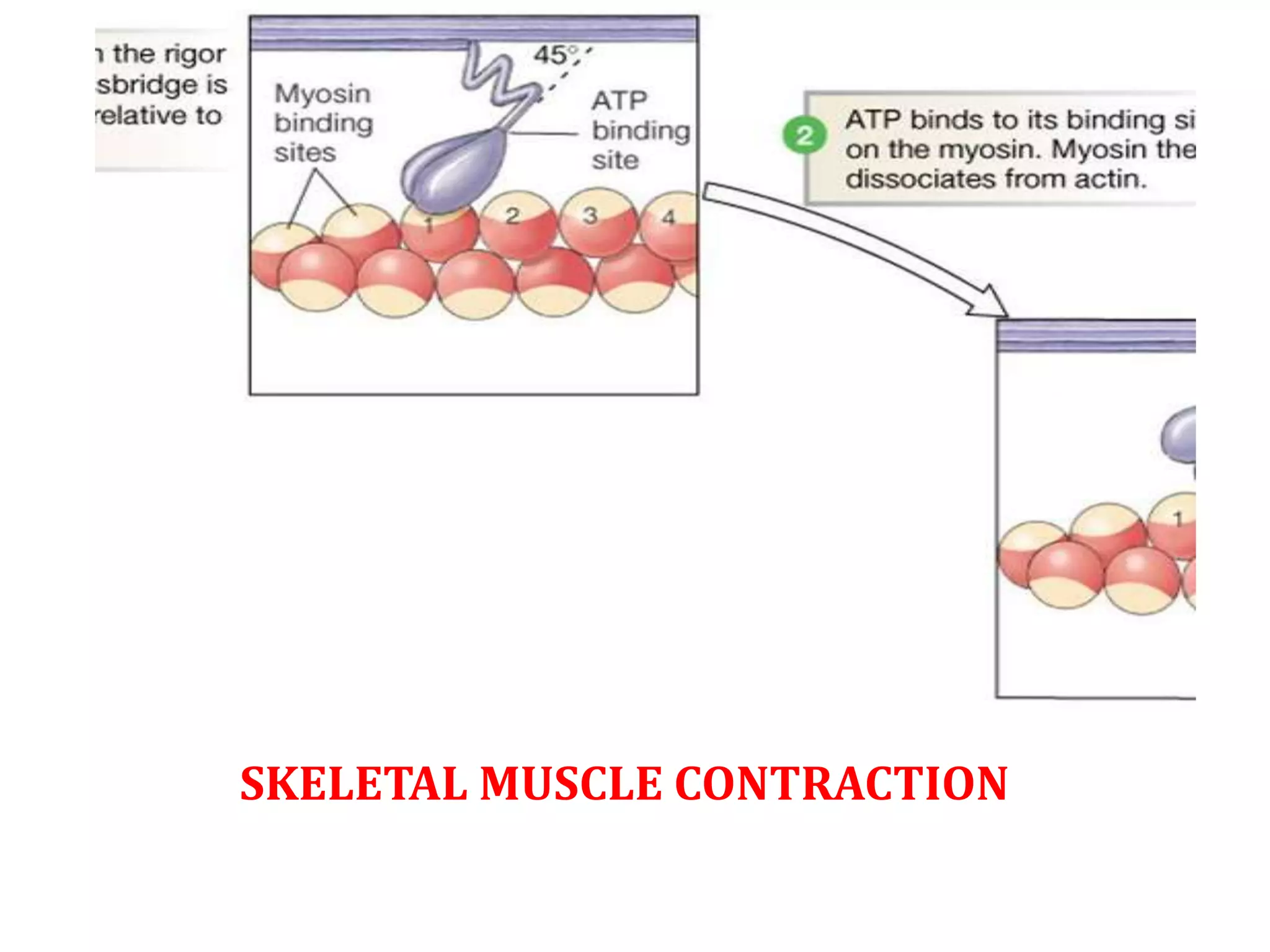Skeletal muscle contraction | PPTX