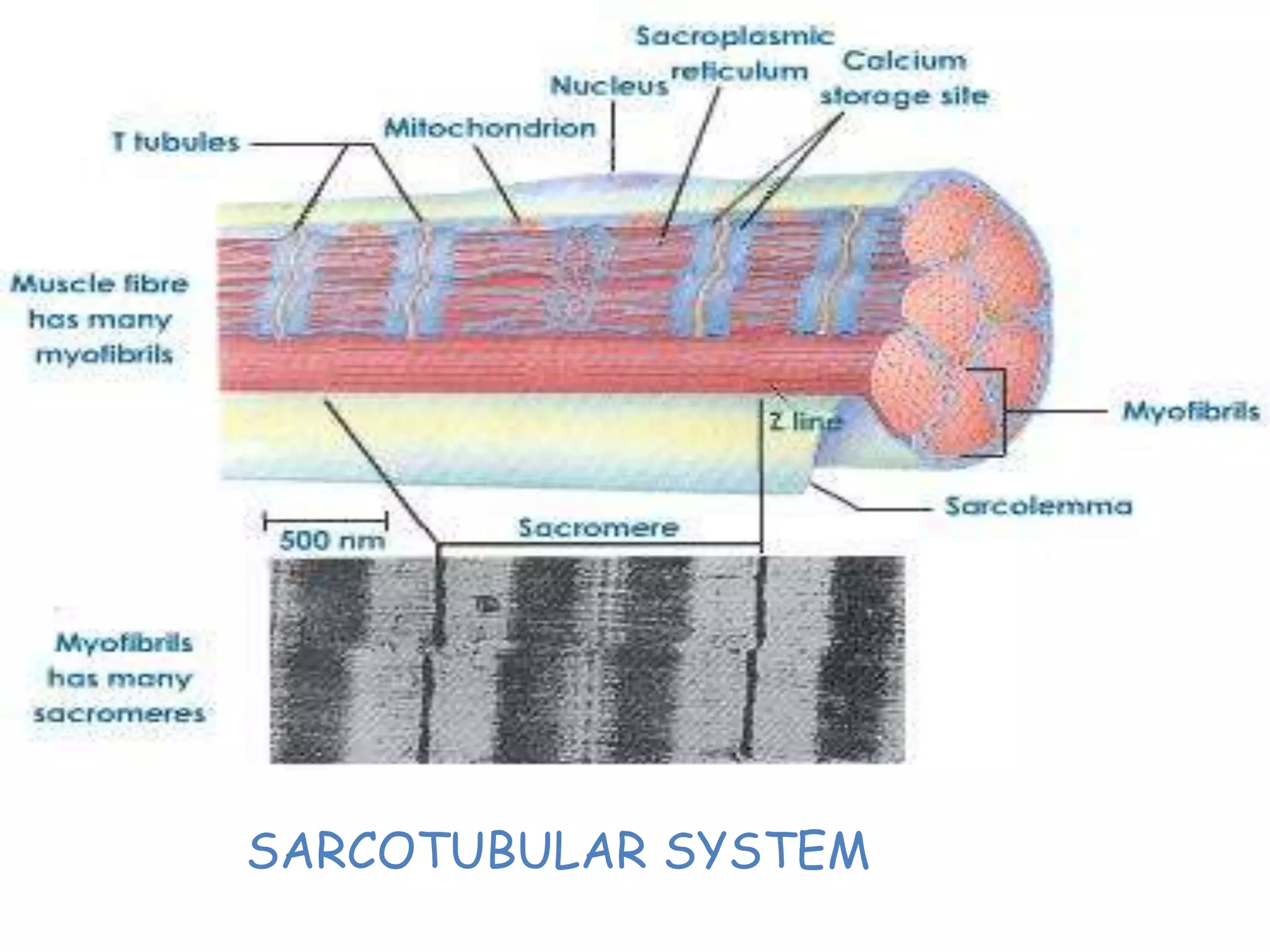 Skeletal muscle contraction | PPTX