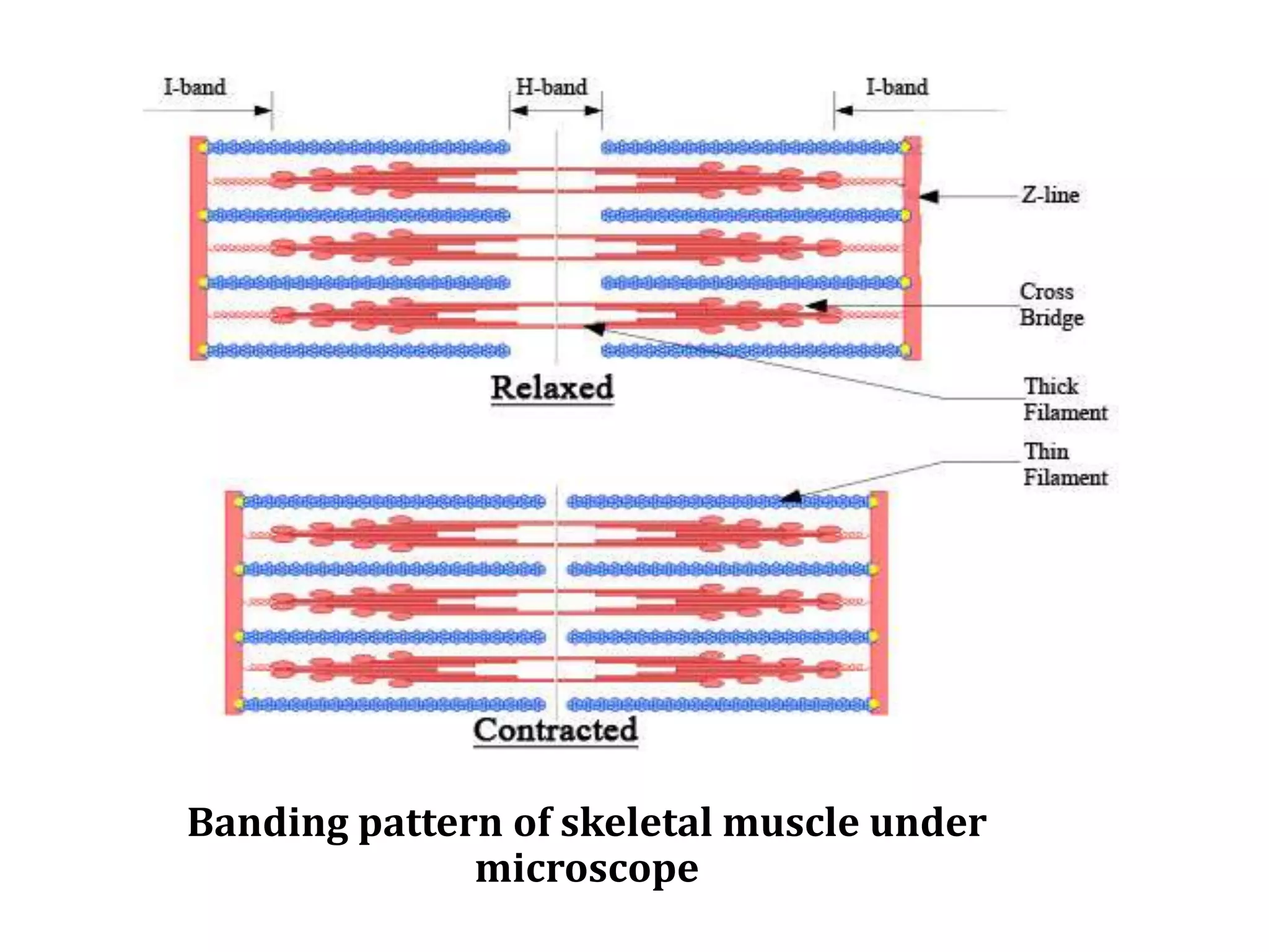 Skeletal muscle contraction | PPTX