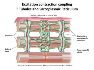 Skeletal muscle contraction | PPTX