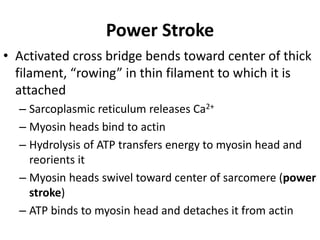 Skeletal muscle contraction | PPTX