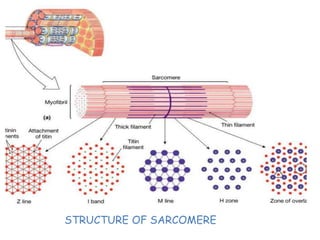 Skeletal muscle contraction | PPTX