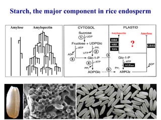 Starch Biosynthesis in Rice Grains: Natural Variation and Genetic ...