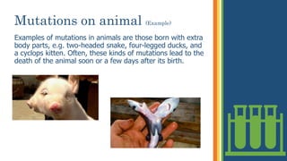Mutation__genetic_diseases.pptx