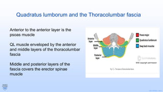 Quadratus Lumborum Block - Dr. V Koyyalamudi | PPTX