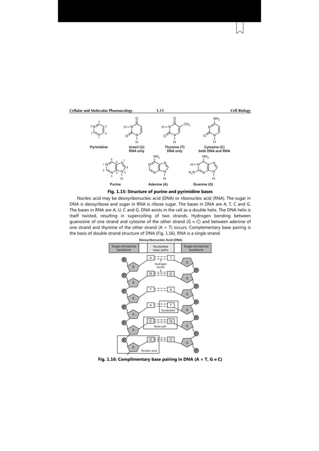 Cellular and molecular pharmacology | PDF | Artificial Intelligence ...