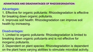 PHYTOREMEDIATION AND MECHANISMS OF PHYTOREMEDIATION | PPT