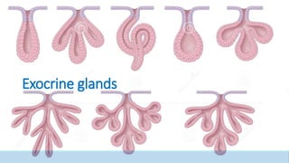 Exocrine Gland Presentation about differ | PPTX