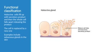 Exocrine Gland Presentation about differ | PPT