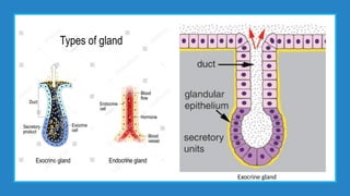Exocrine Gland Presentation about differ | PPTX