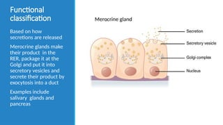 Exocrine Gland Presentation about differ | PPT