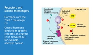 Endocrine Gland and its secreation By me | PPTX