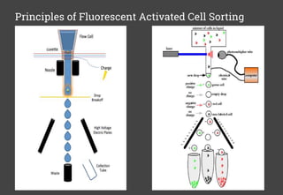 Fluorescent Activated Cell Sorting: Diagnosis of HIV Infection | PPTX | Genetics | Science