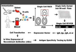 Fluorescent Activated Cell Sorting: Diagnosis of HIV Infection | PPTX ...