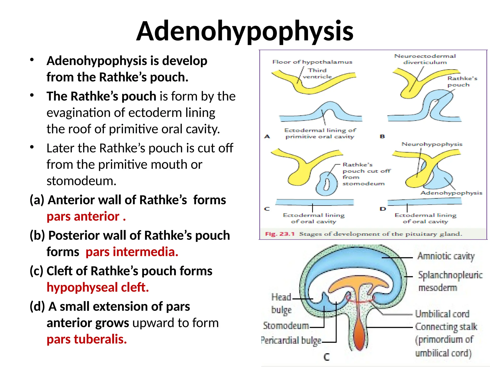 pituitary_devp.pptx....................... | PPTX