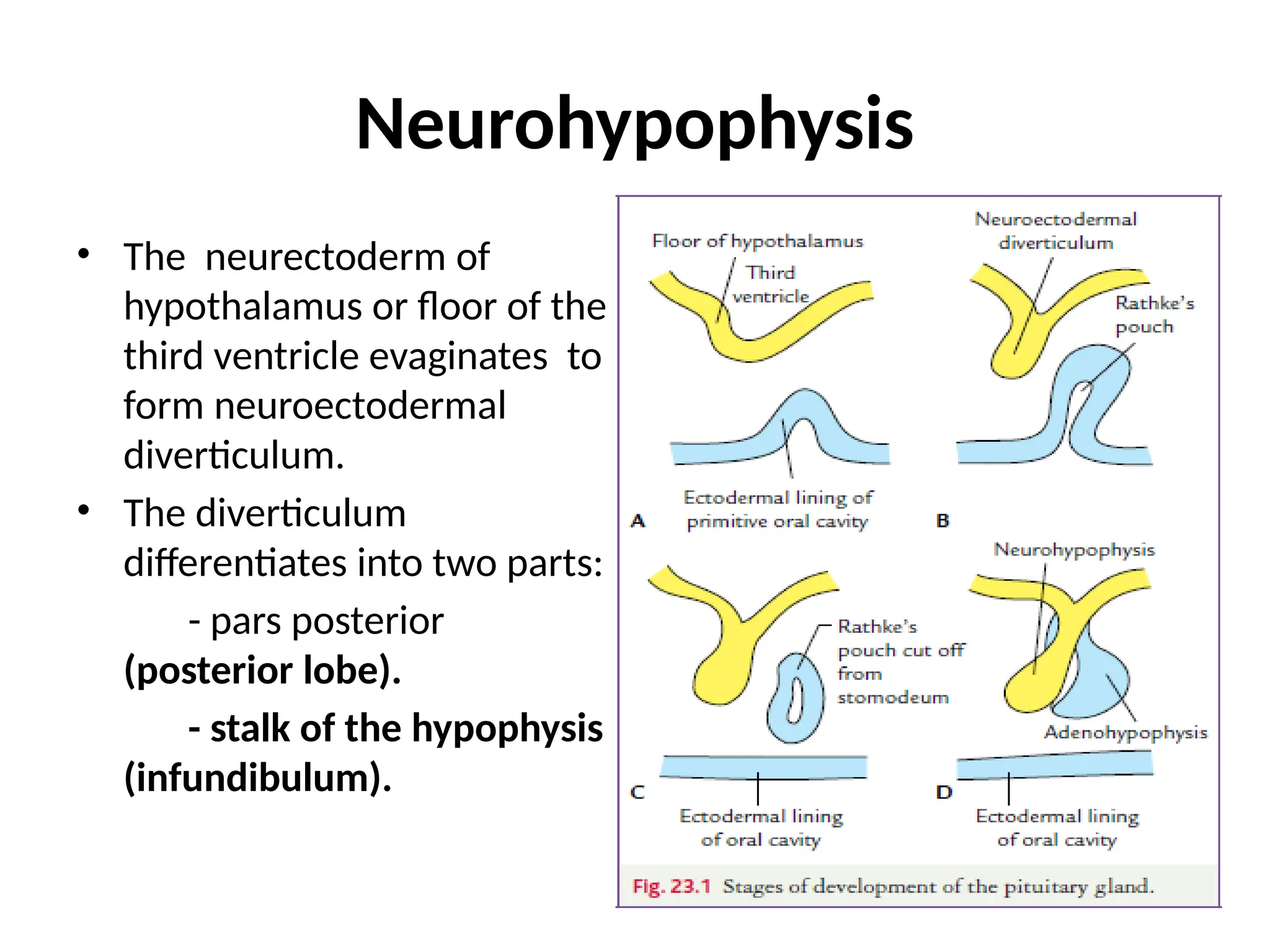 pituitary_devp.pptx....................... | PPTX