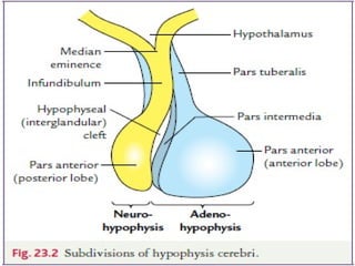 pituitary_devp.pptx....................... | PPTX