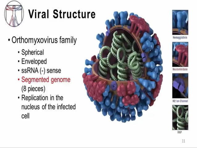 Orthomyxoviruses | PDF
