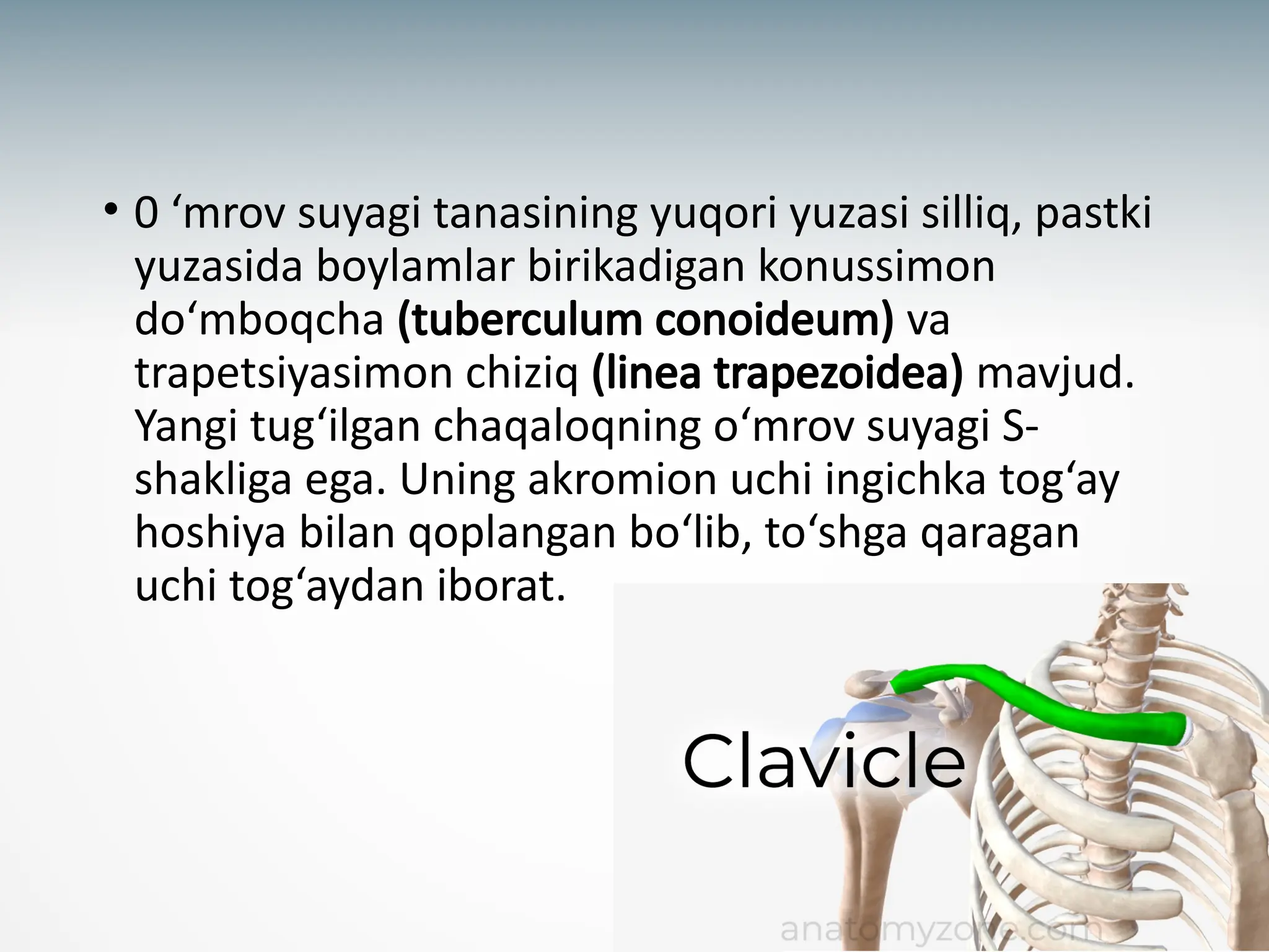 Qo‘l suyaklari222222 _ @Anatomiya_uz.pptx