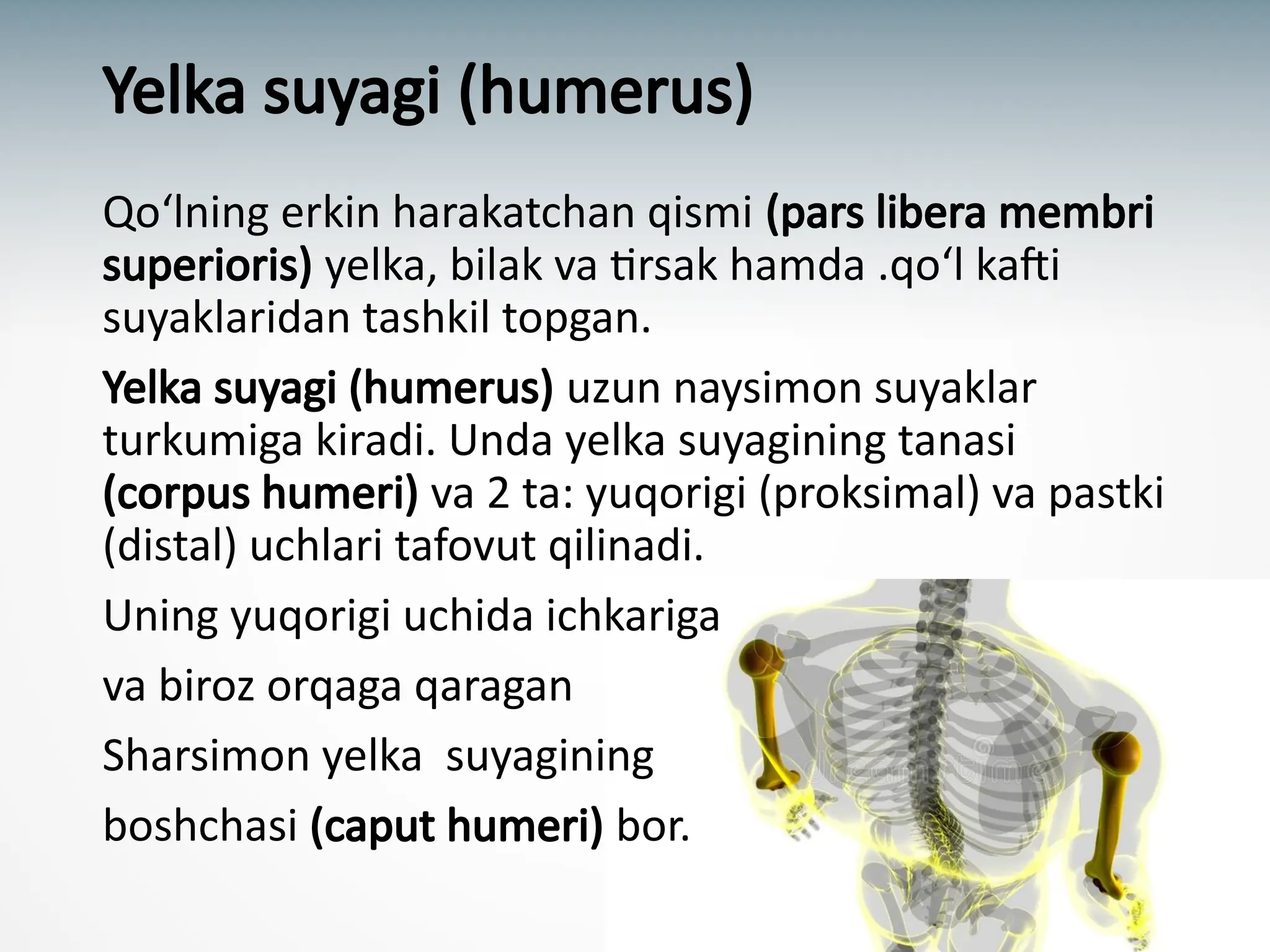 Qo‘l suyaklari222222 _ @Anatomiya_uz.pptx