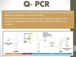 Diagrama Pcr En Tiempo Real
