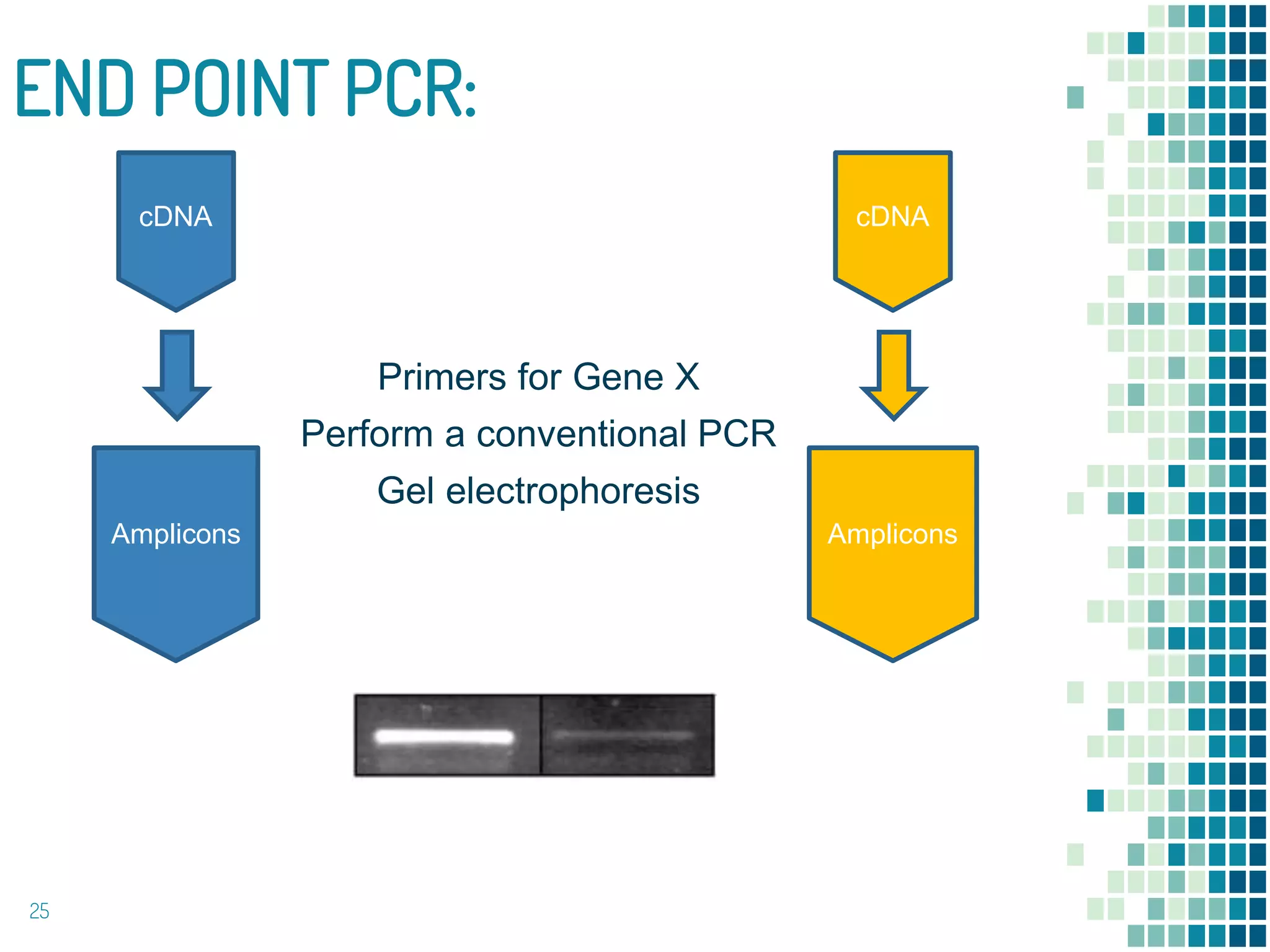 Real Time PCR | PPTX