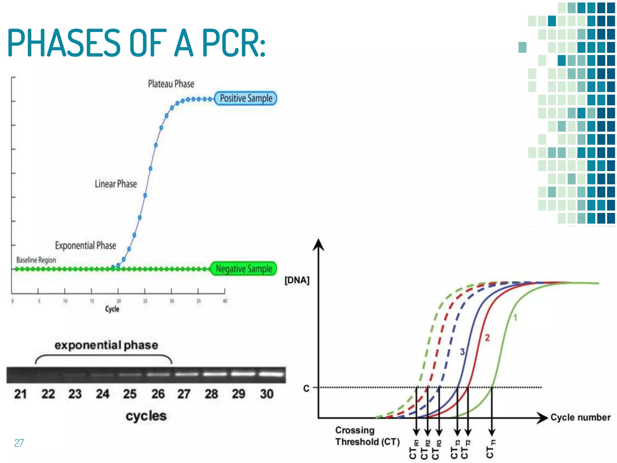 Real Time PCR | PPTX