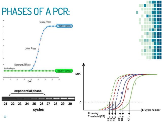 Real Time PCR | PPTX