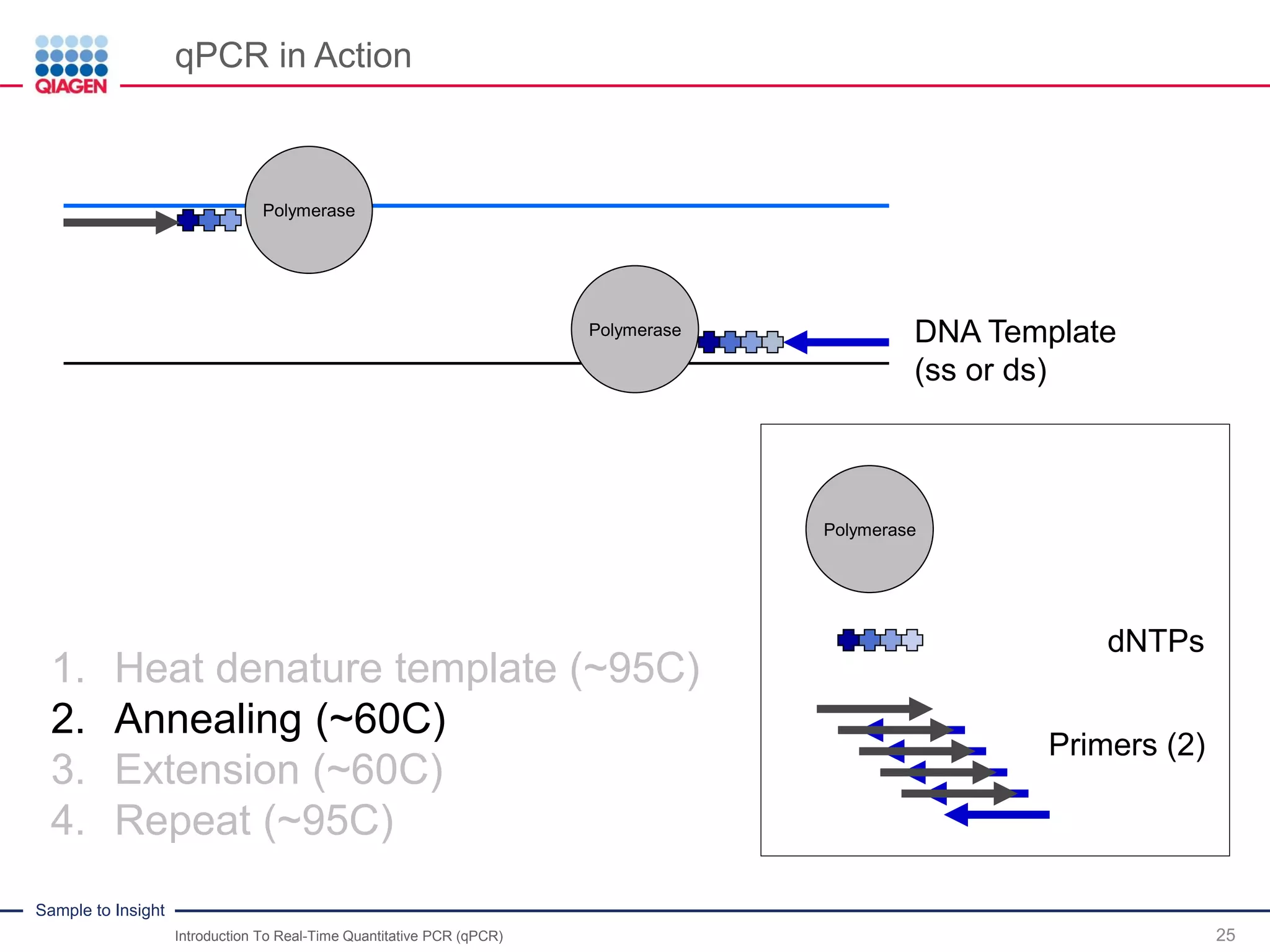 Introduction to real-Time Quantitative PCR (qPCR) - Download the slides ...