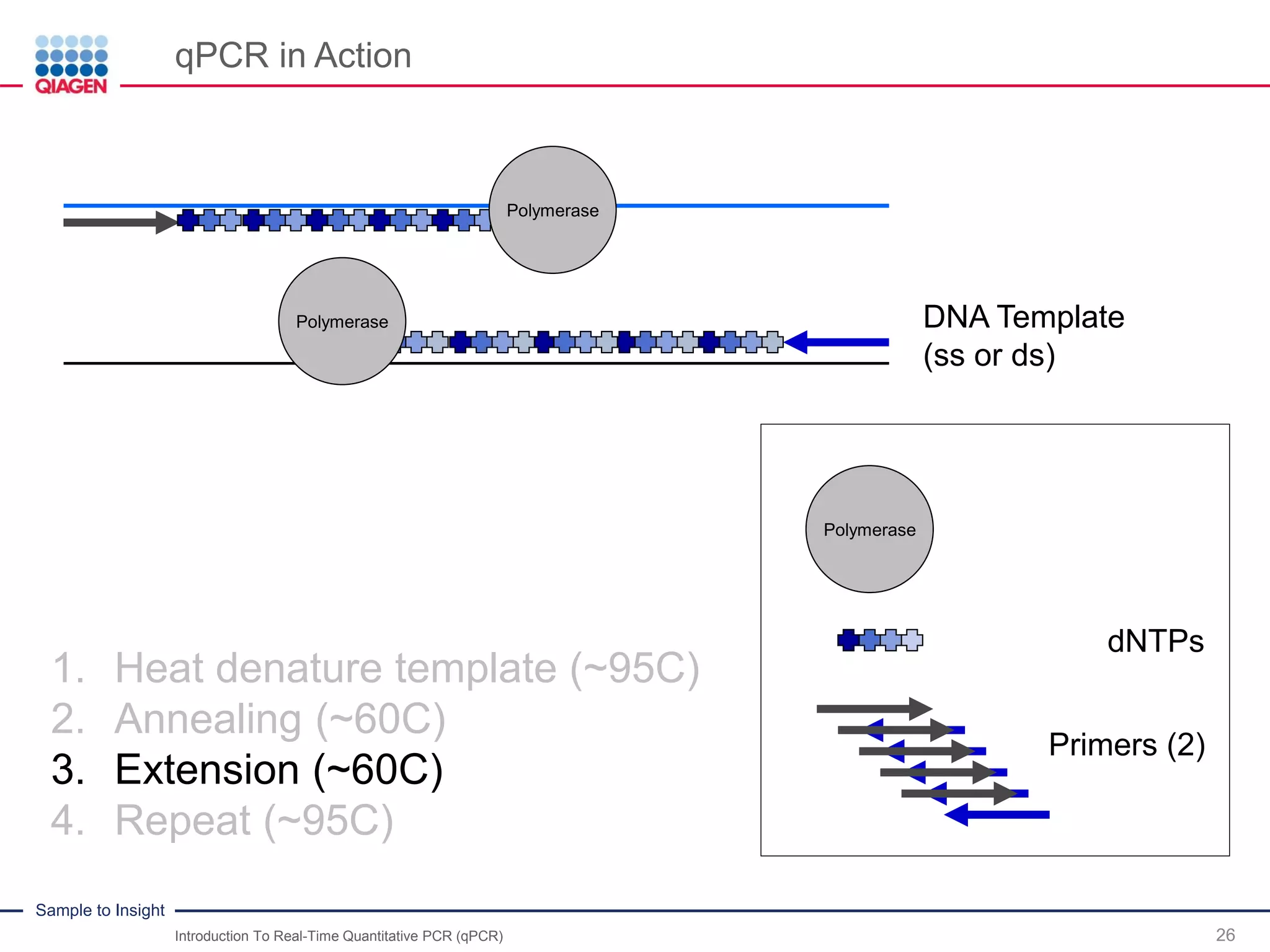 Introduction to real-Time Quantitative PCR (qPCR) - Download the slides ...