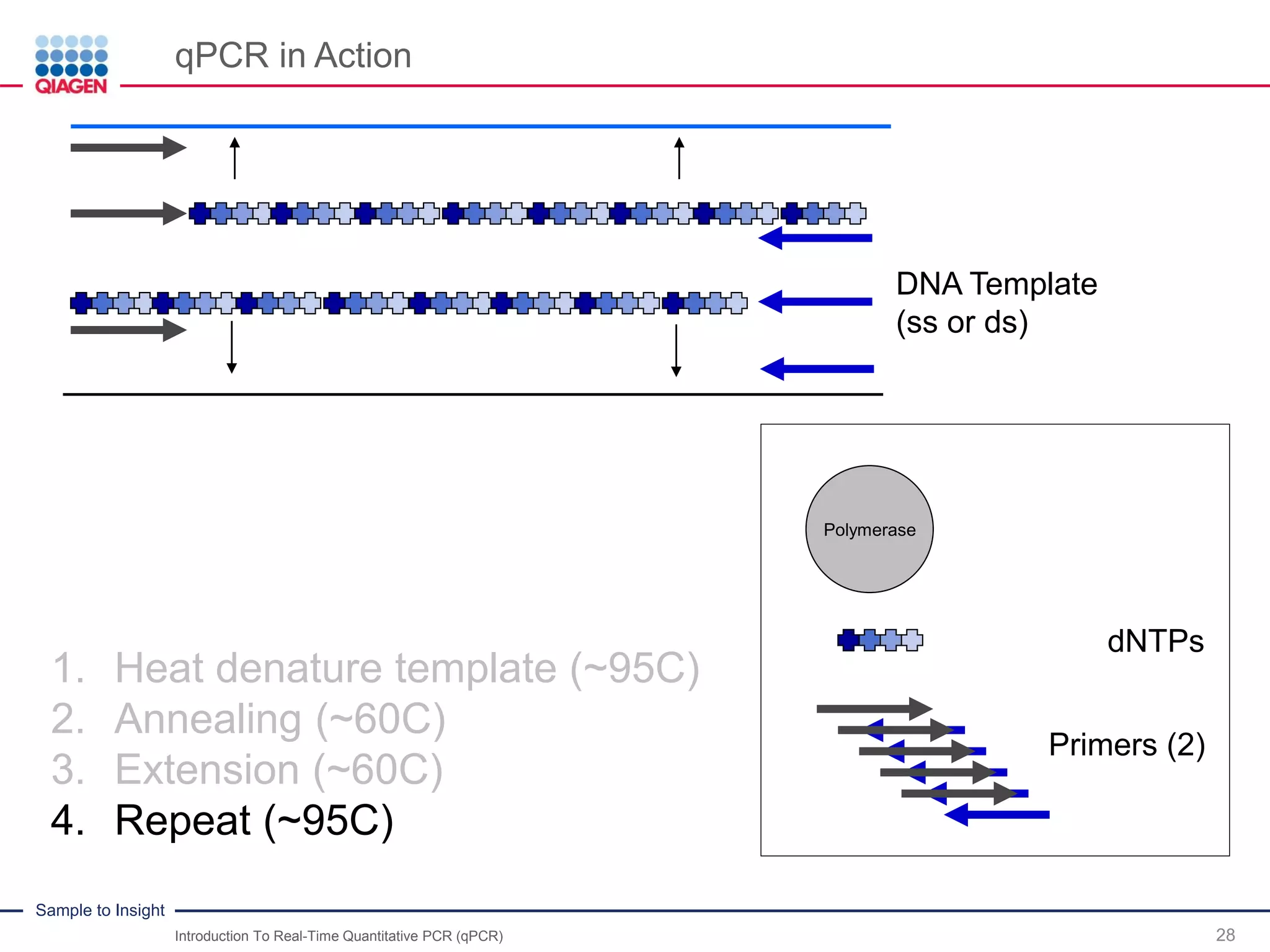 Introduction to real-Time Quantitative PCR (qPCR) - Download the slides ...