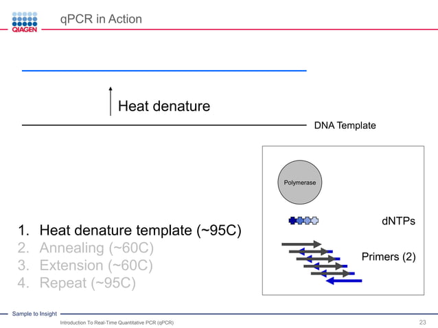 Introduction to real-Time Quantitative PCR (qPCR) - Download the slides ...