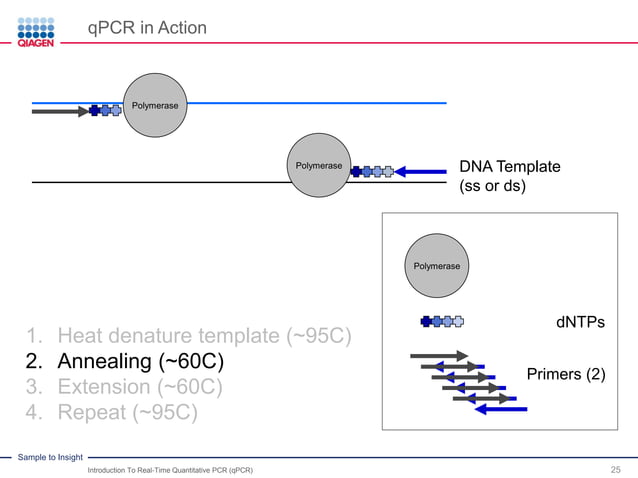 Introduction to real-Time Quantitative PCR (qPCR) - Download the slides ...