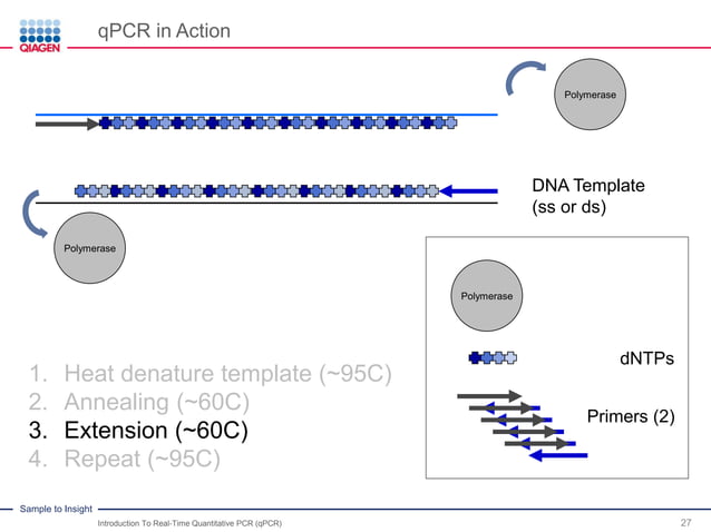 Introduction to real-Time Quantitative PCR (qPCR) - Download the slides ...