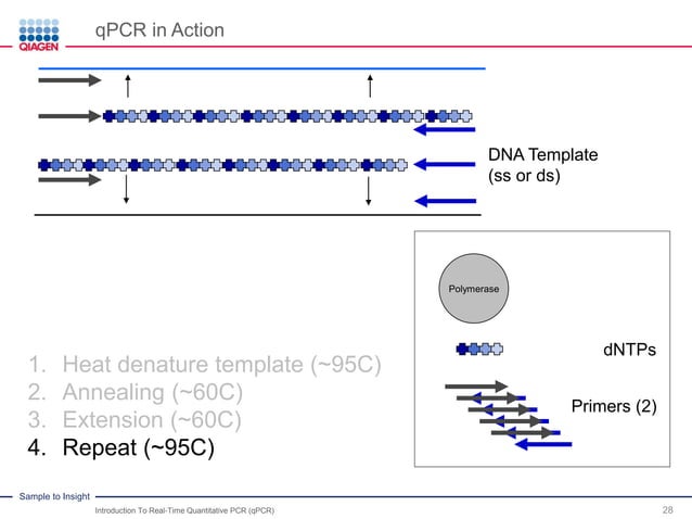 Introduction to real-Time Quantitative PCR (qPCR) - Download the slides ...