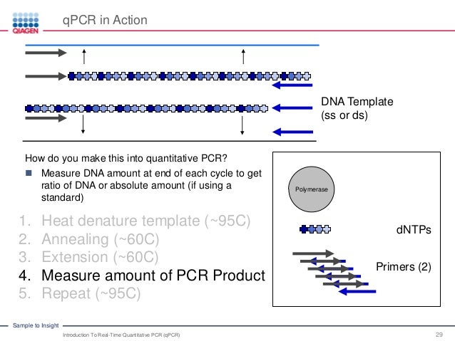 Introduction to real-Time Quantitative PCR (qPCR) - Download the slid…