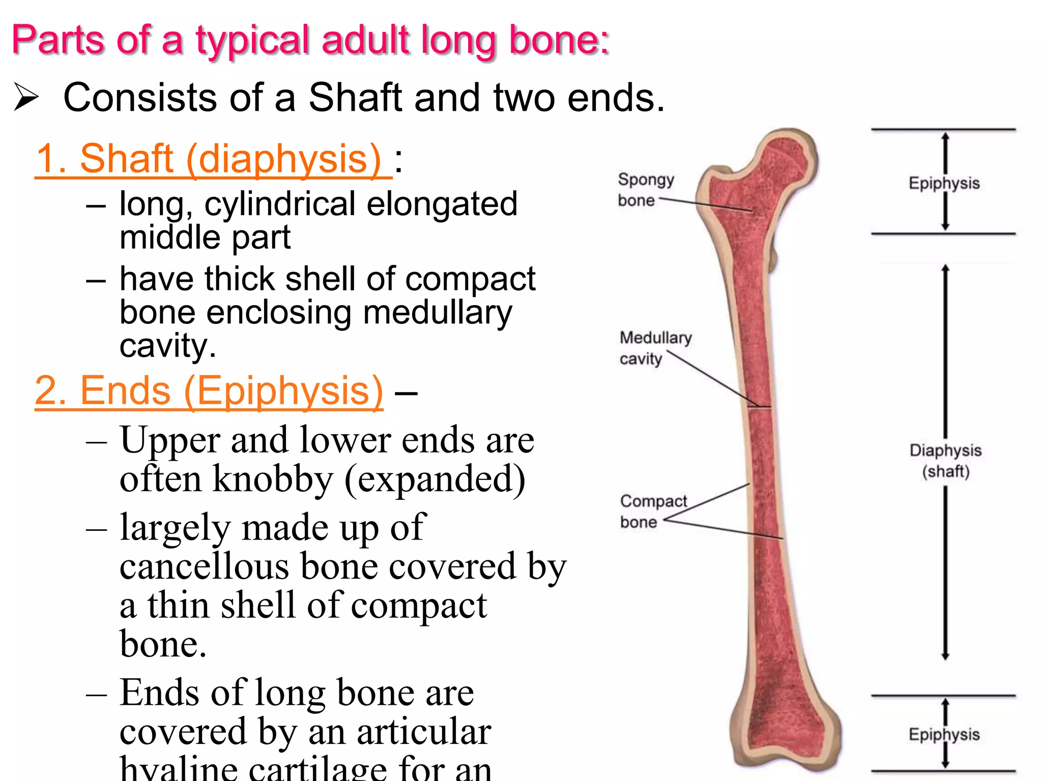 class_2_bone_type_model_college.ppt