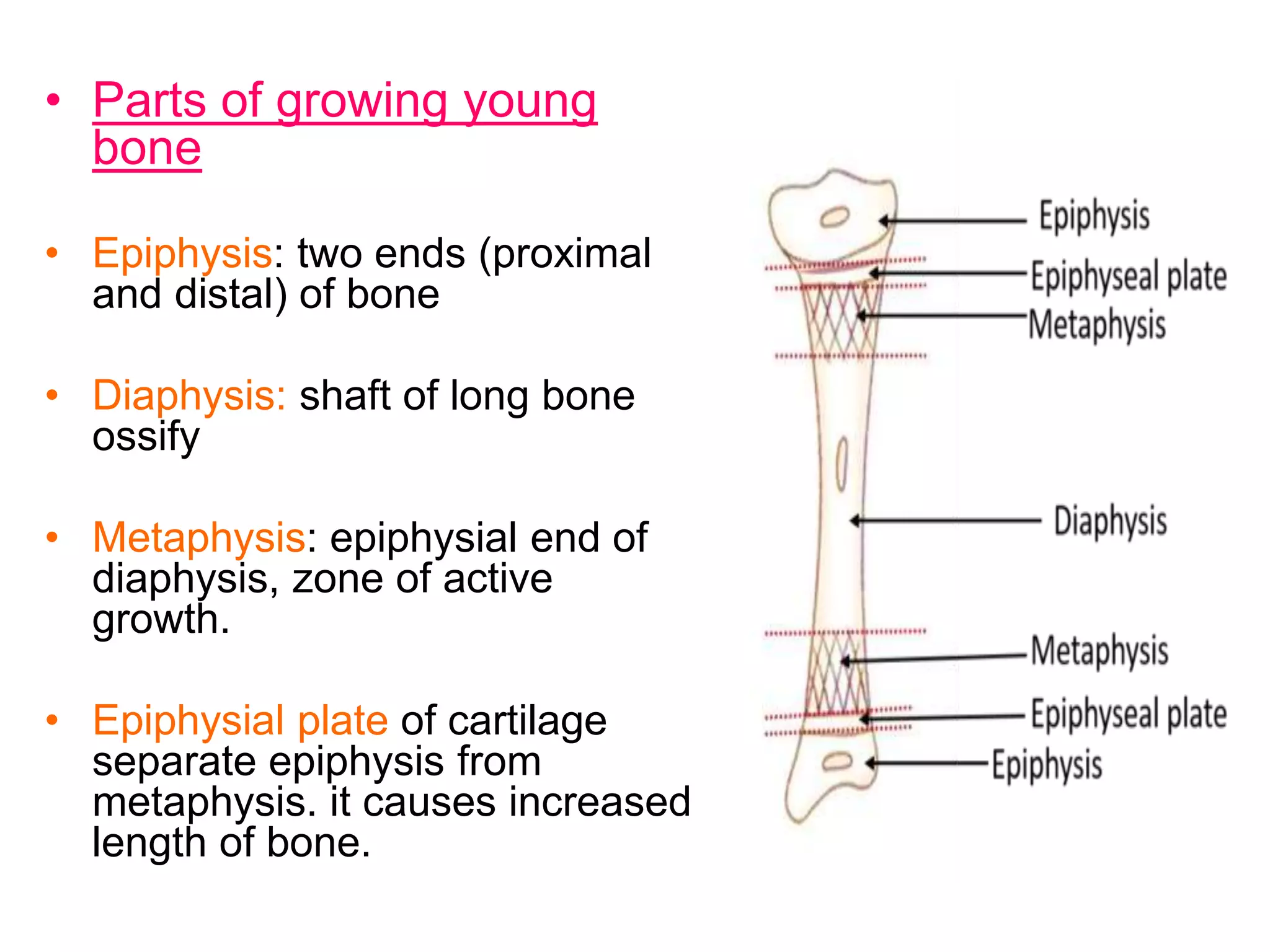 class_2_bone_type_model_college.ppt