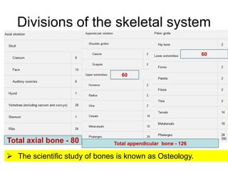 class_2_bone_type_model_college.ppt