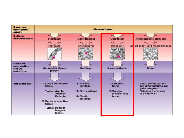 class_2_bone_type_model_college.ppt