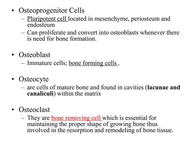 class_2_bone_type_model_college.ppt