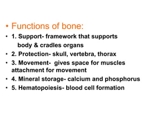 class_2_bone_type_model_college.ppt
