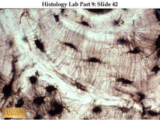 class_2_bone_type_model_college.ppt